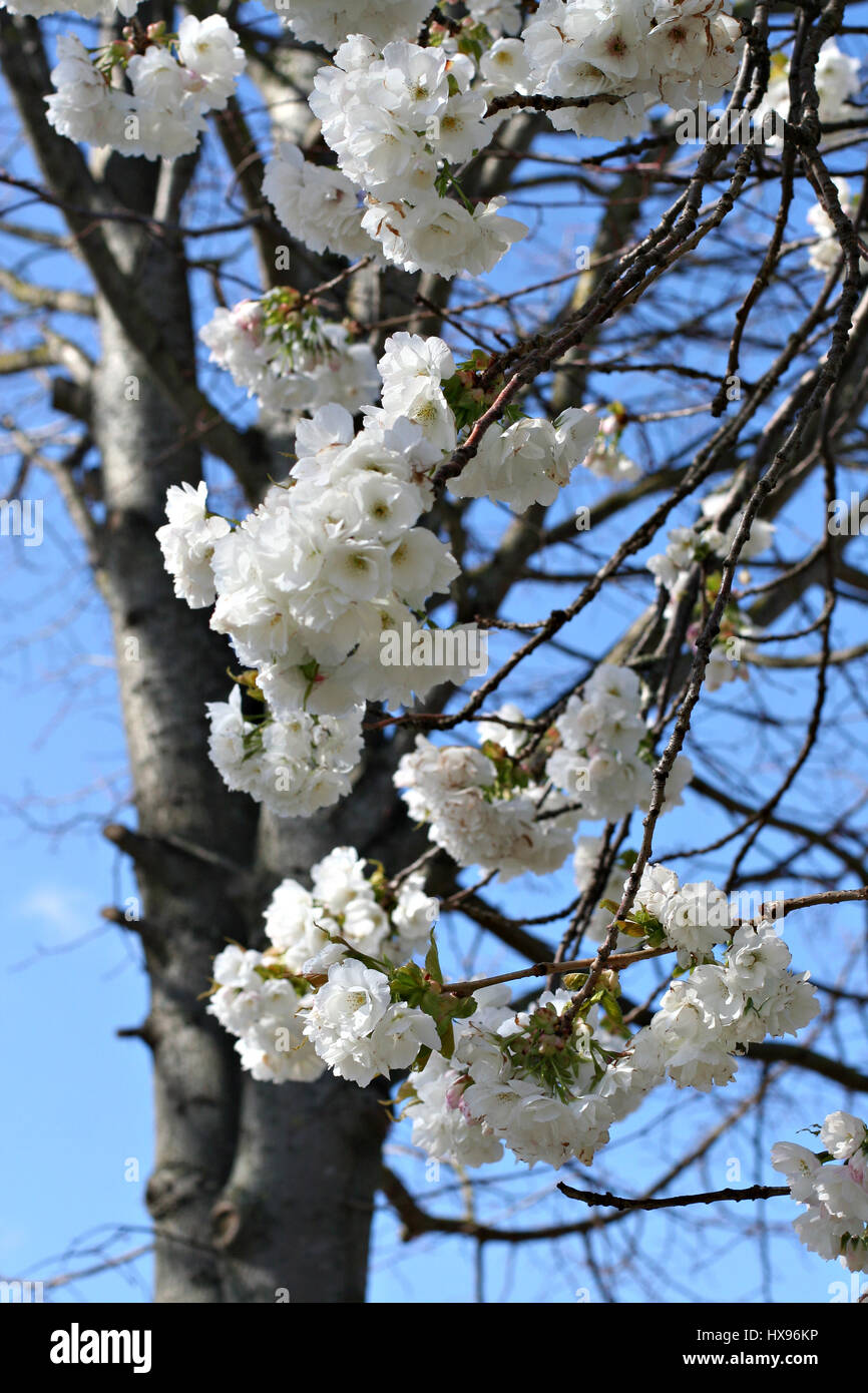 Cheery blossom tree hi-res stock photography and images - Alamy