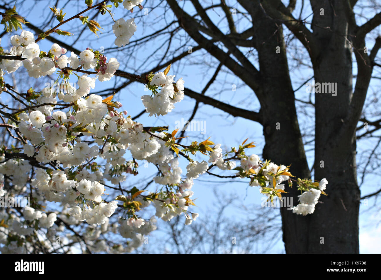 White Cherry Blossom trees on a Spring Day Stock Photo - Alamy