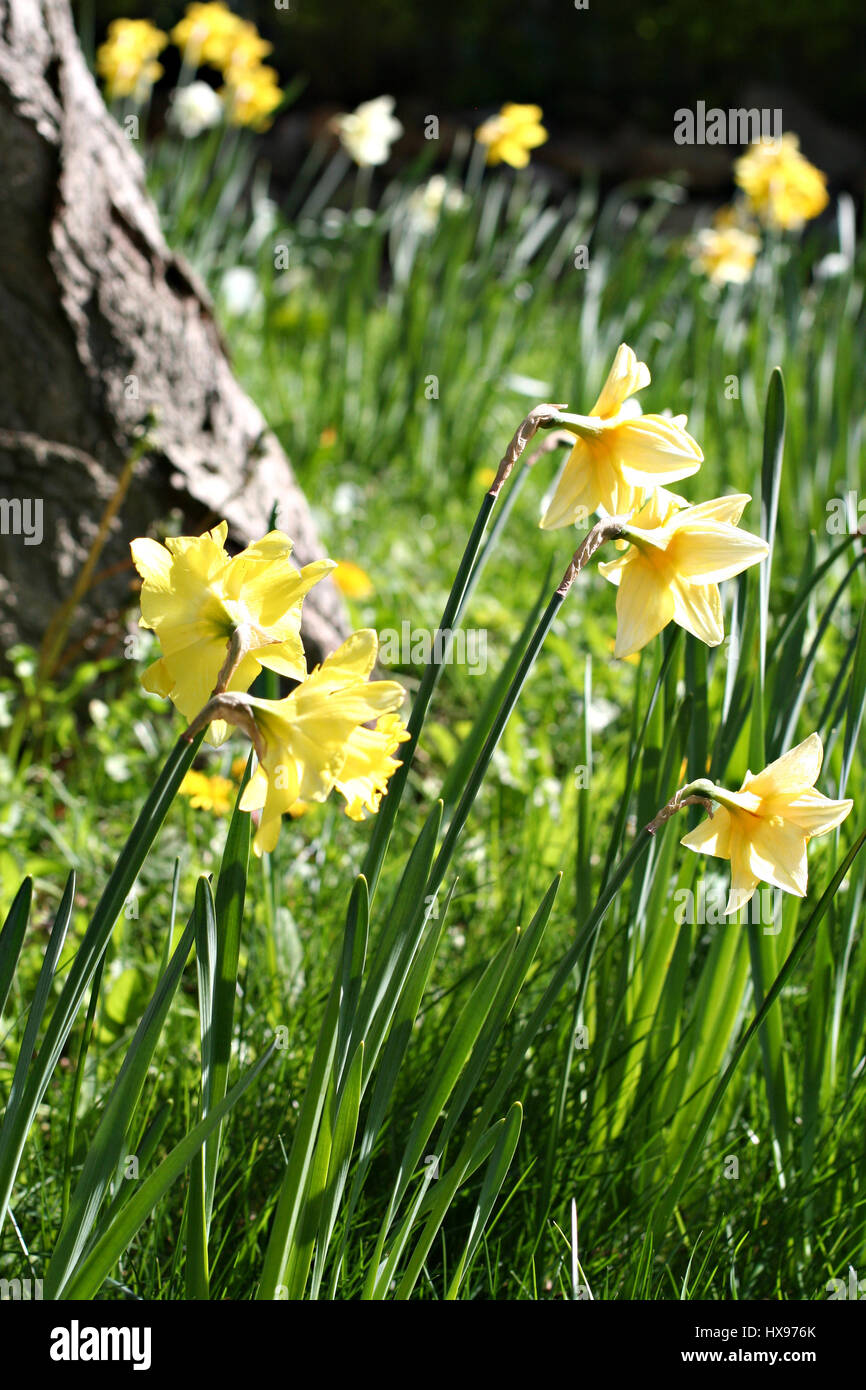 Wild Daffodils in Spring, growing, spring concept, garden Stock Photo ...
