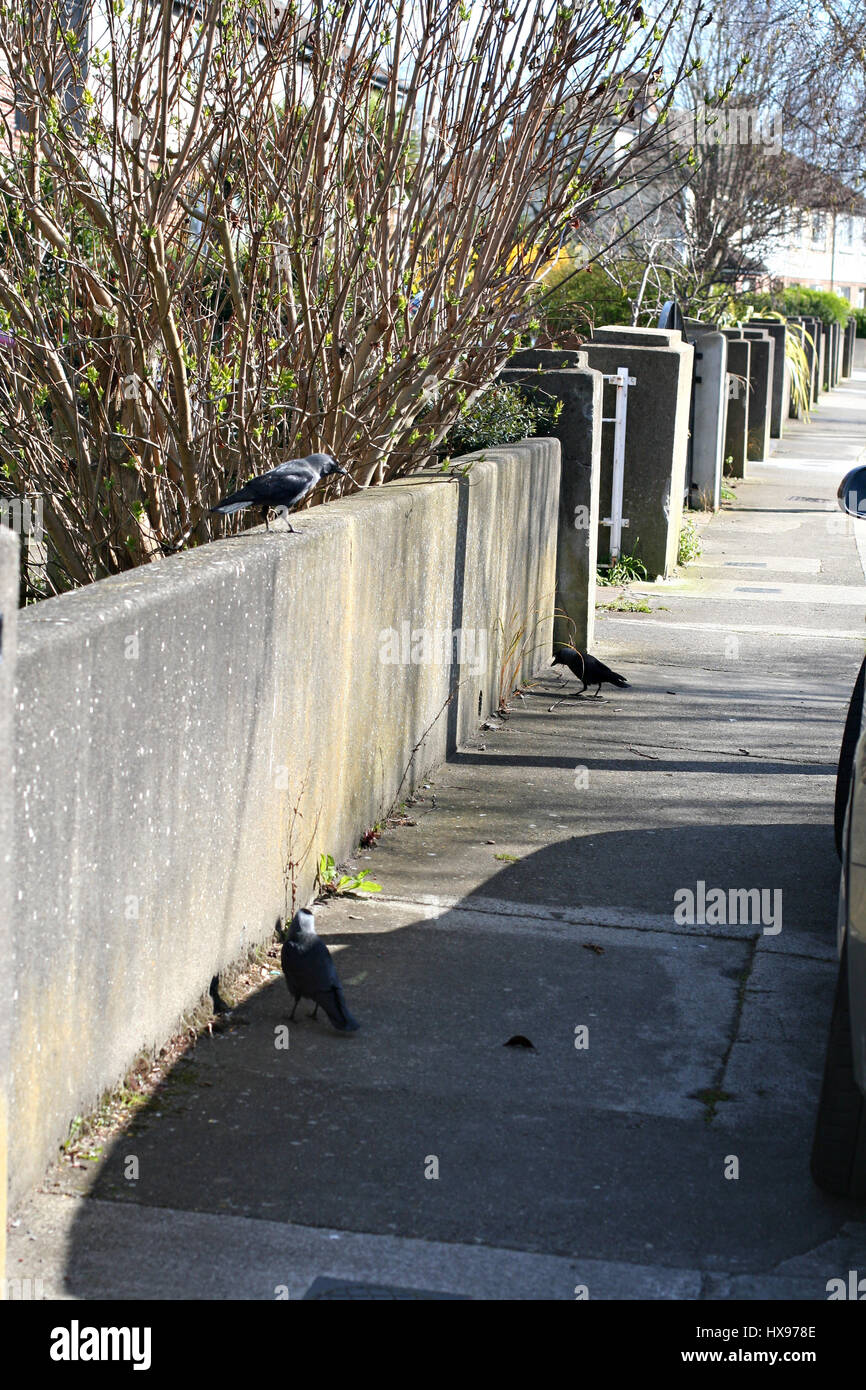 Street crows hi-res stock photography and images - Alamy