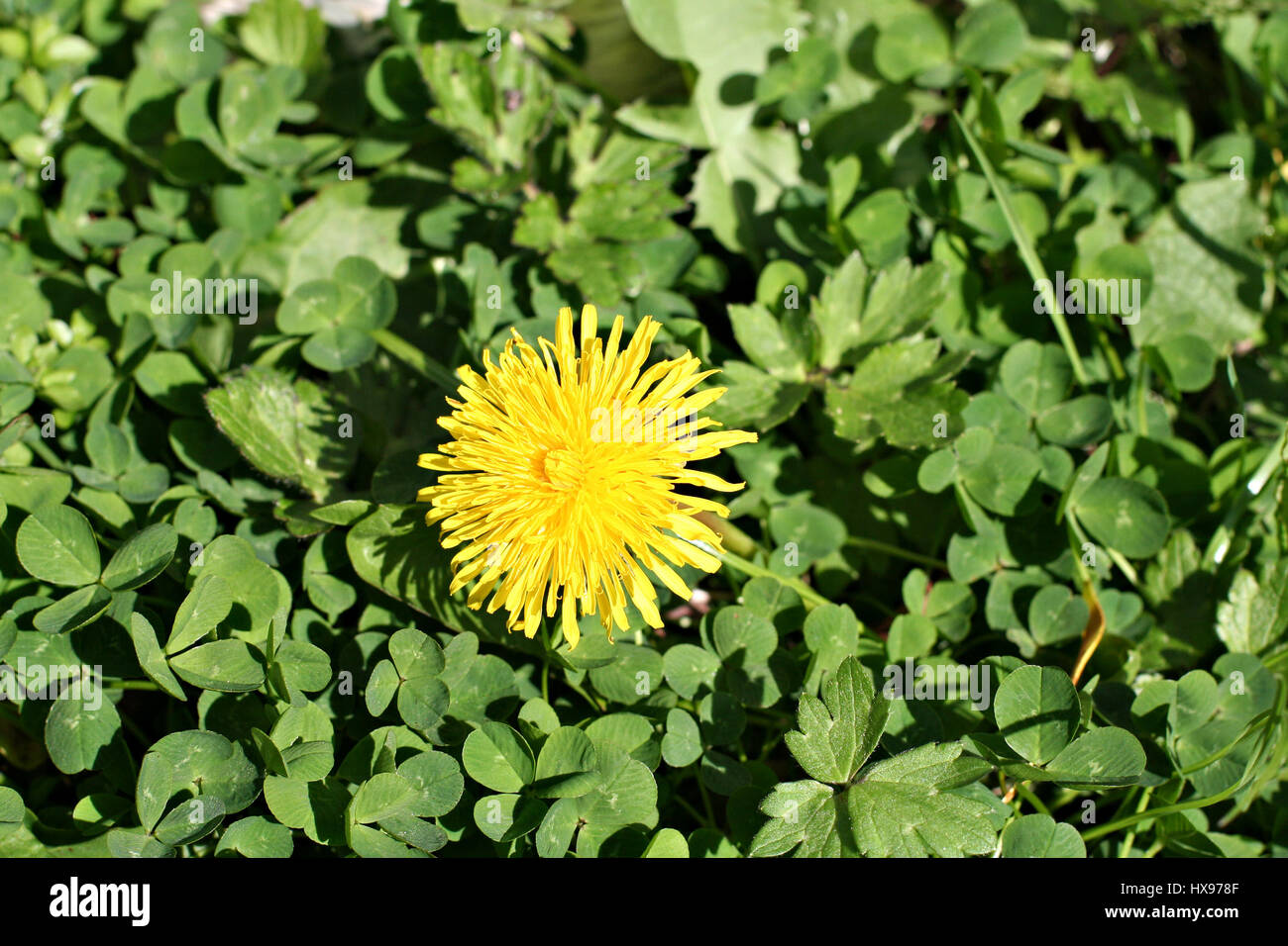 Yellow weeds hi-res stock photography and images - Alamy