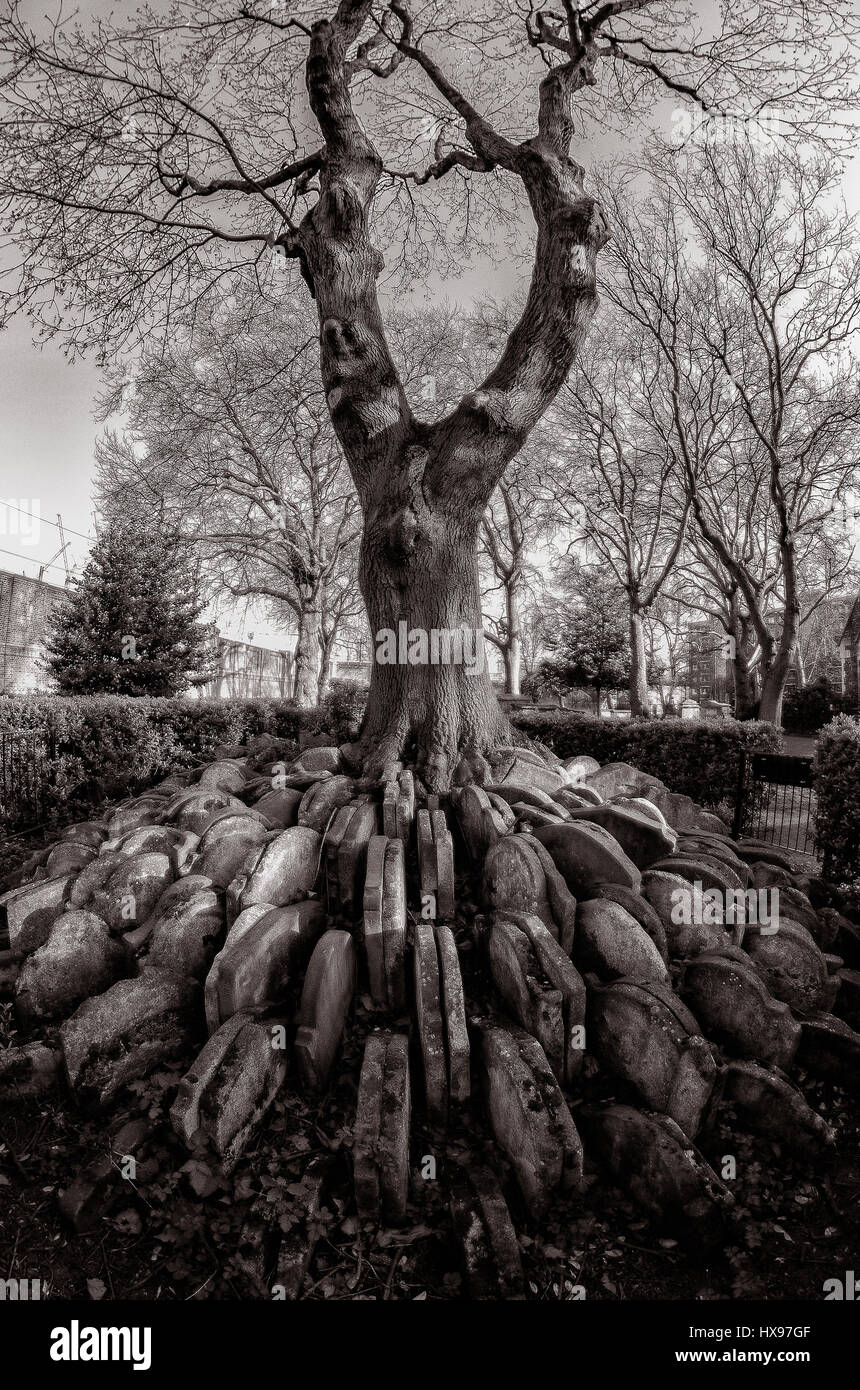 Hardy tree pancras hi-res stock photography and images - Alamy