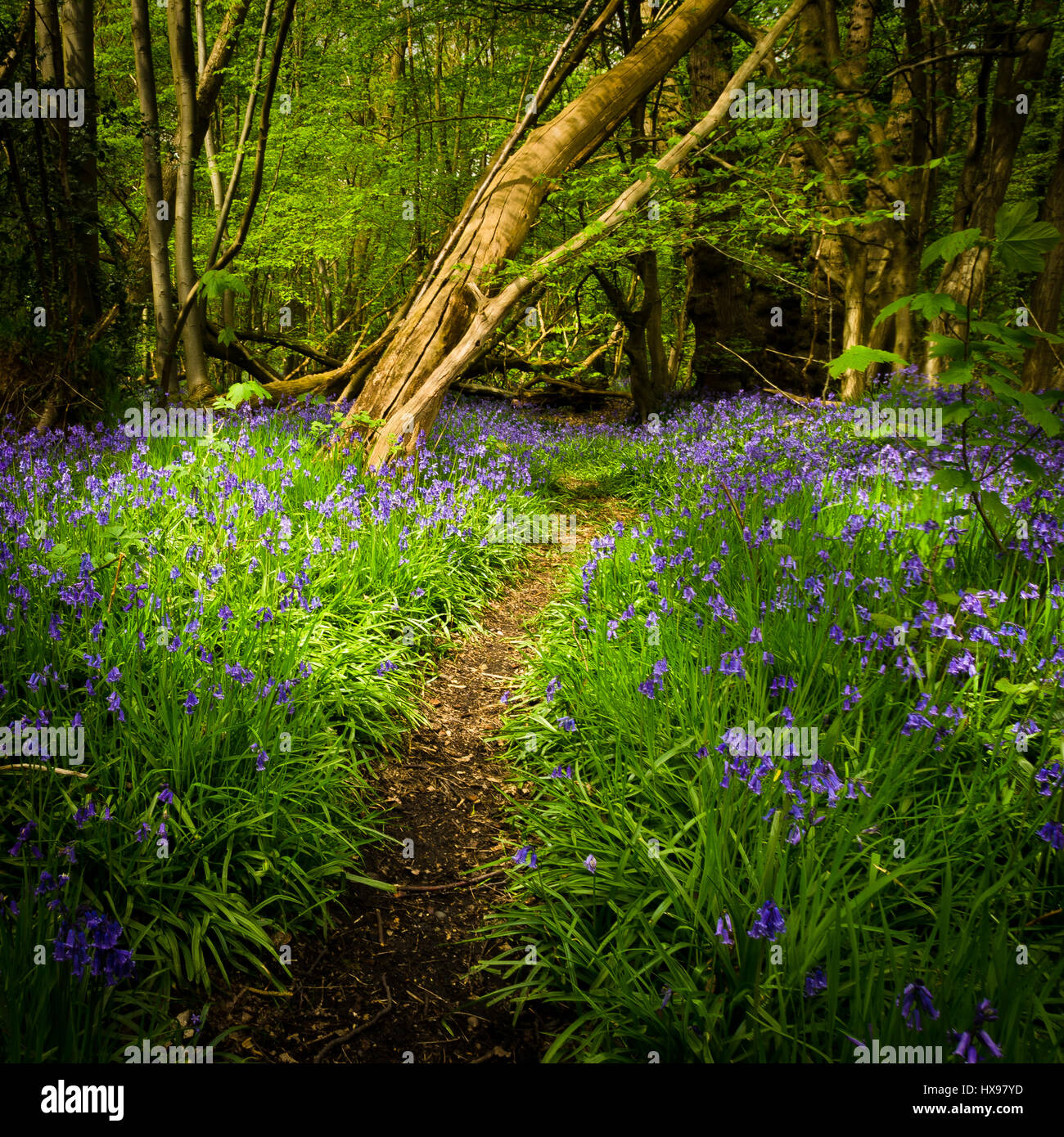 Bluebell woods summer essex england Stock Photo - Alamy