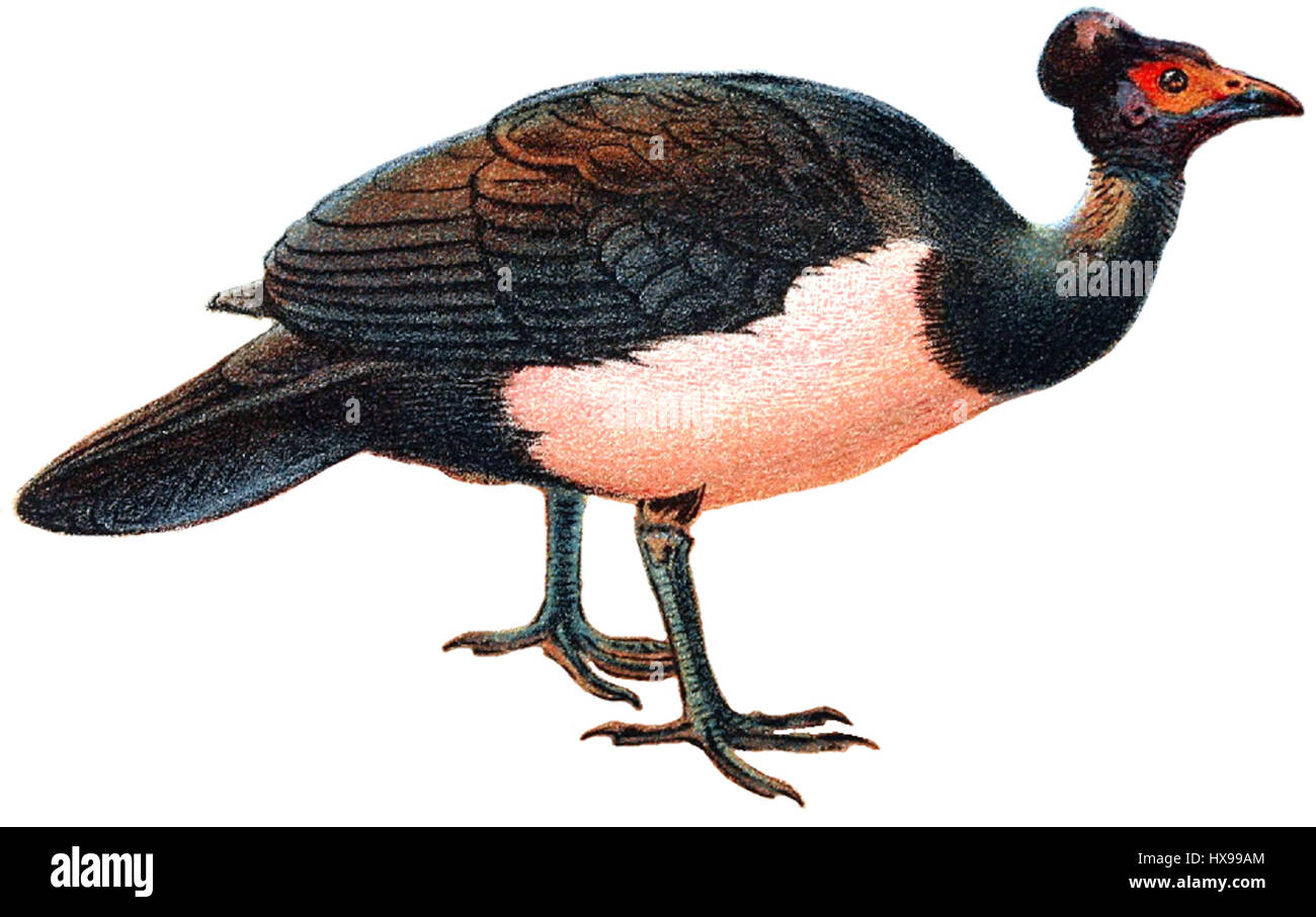 The Maleo bird, native to Indonesia, is depicted on a plain white ...