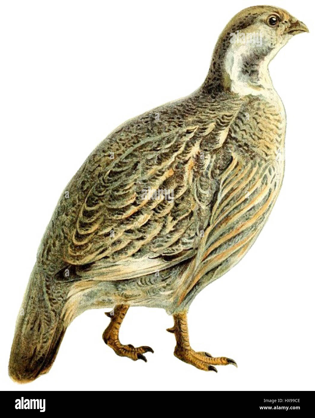 Tetraogallus caucasicus white background Stock Photo - Alamy