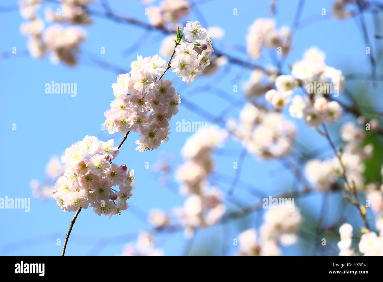 Spring is coming, blossom tree Stock Photo - Alamy
