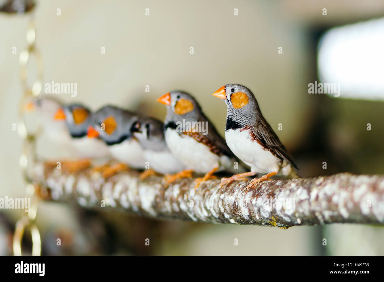 Birds of the same feather hi-res stock photography and images - Alamy