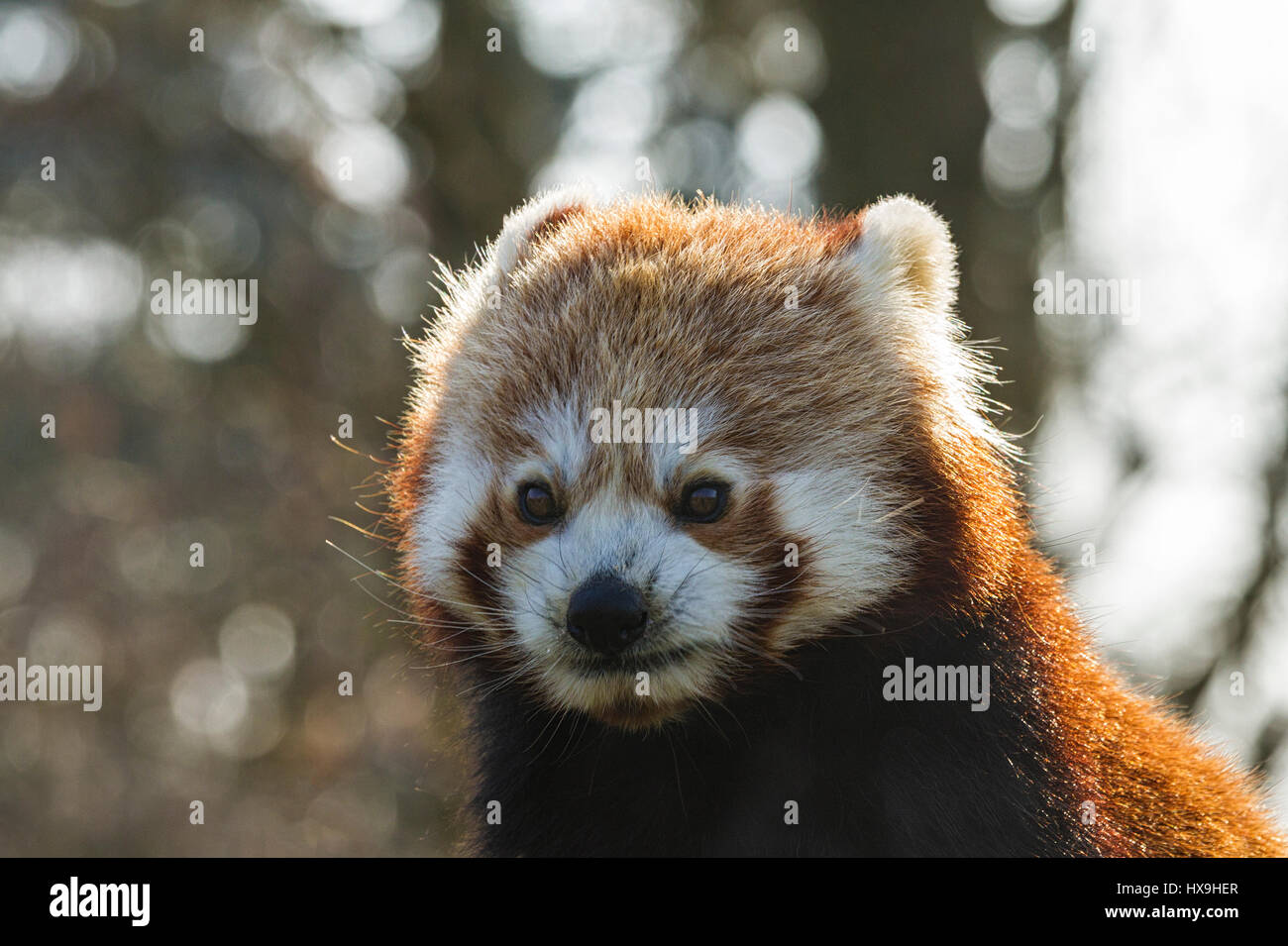 Asian red panda hi-res stock photography and images - Alamy