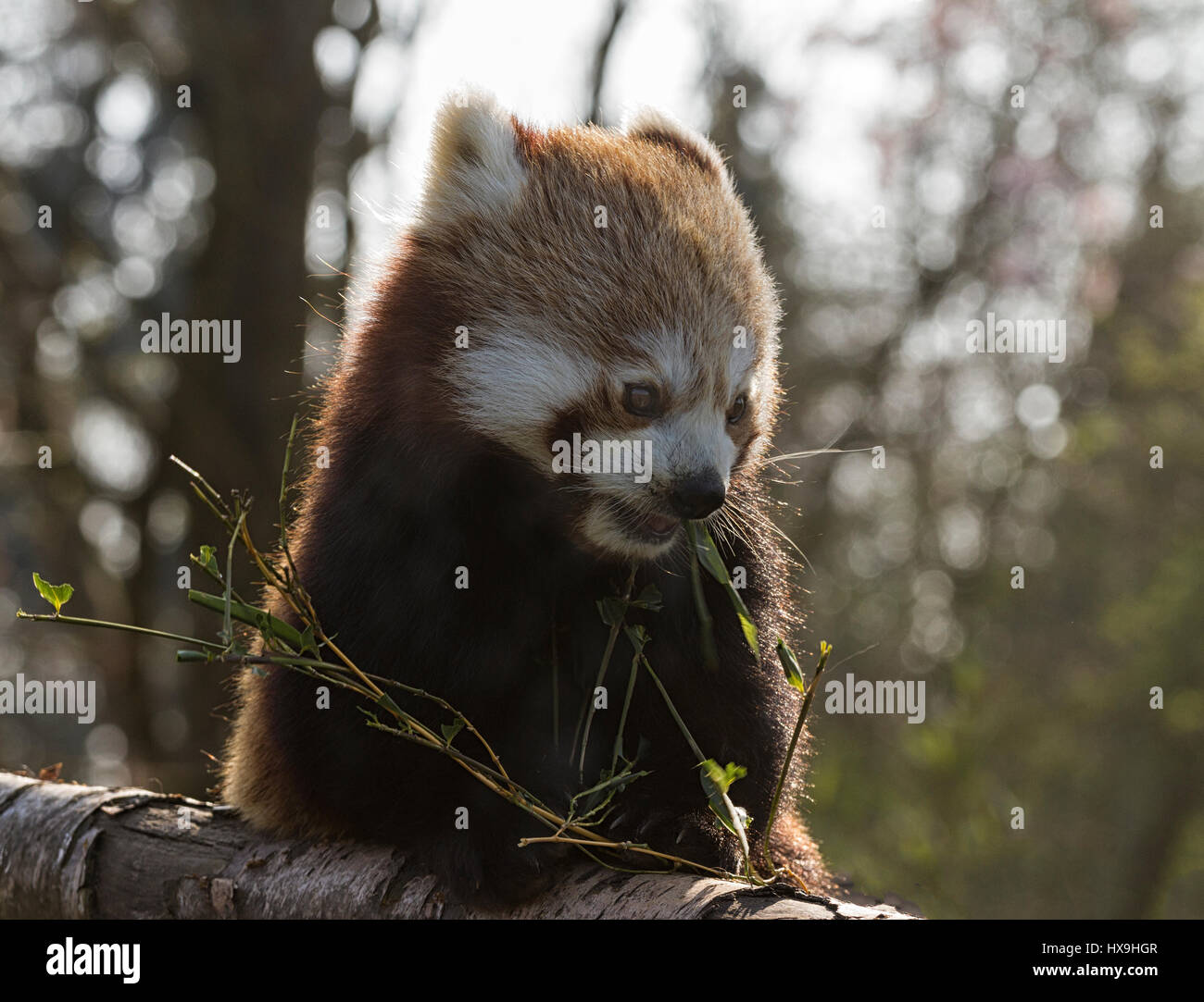 Asian red panda hi-res stock photography and images - Alamy