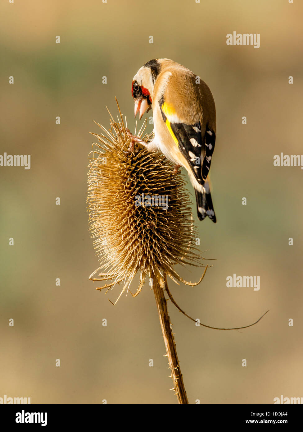 siskin lookong for food Stock Photo - Alamy