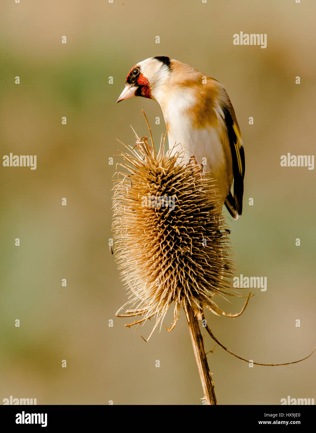 siskin lookong for food Stock Photo - Alamy