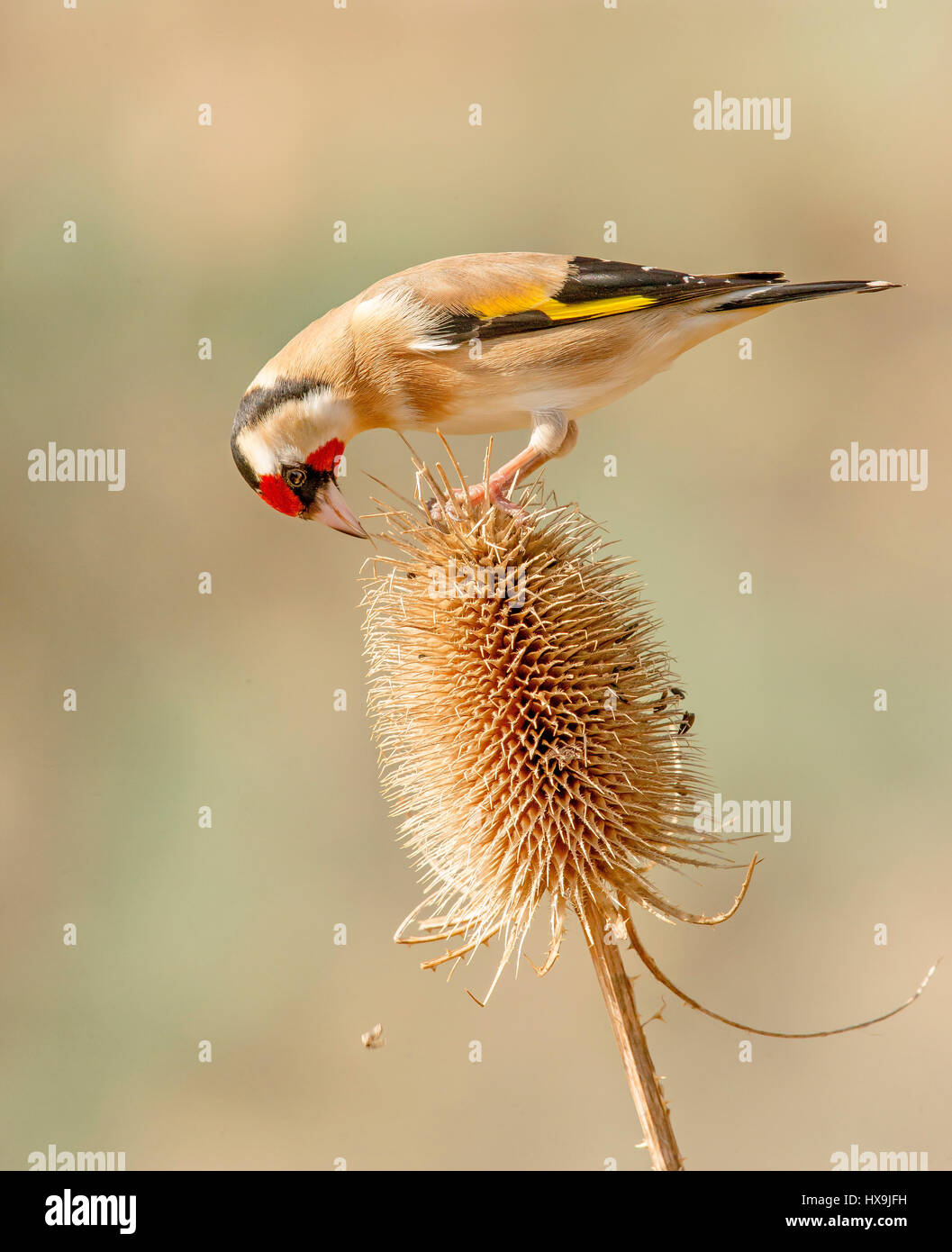 siskin lookong for food Stock Photo - Alamy