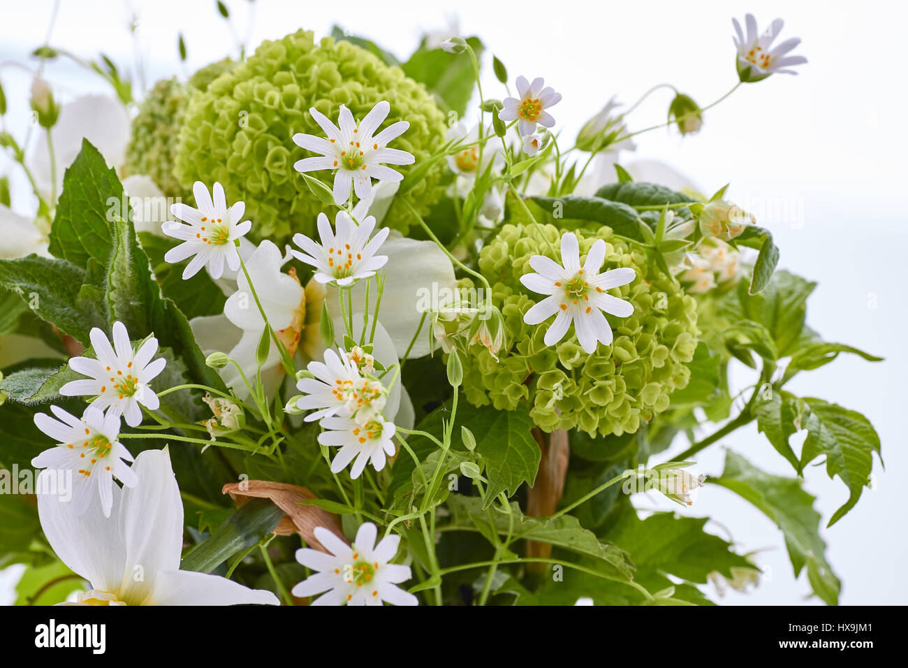 Various spring flowers on white Stock Photo - Alamy
