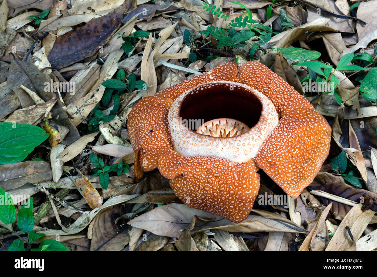 Rafflesia Keithii flower, world's largest flower in Kinabalu National ...