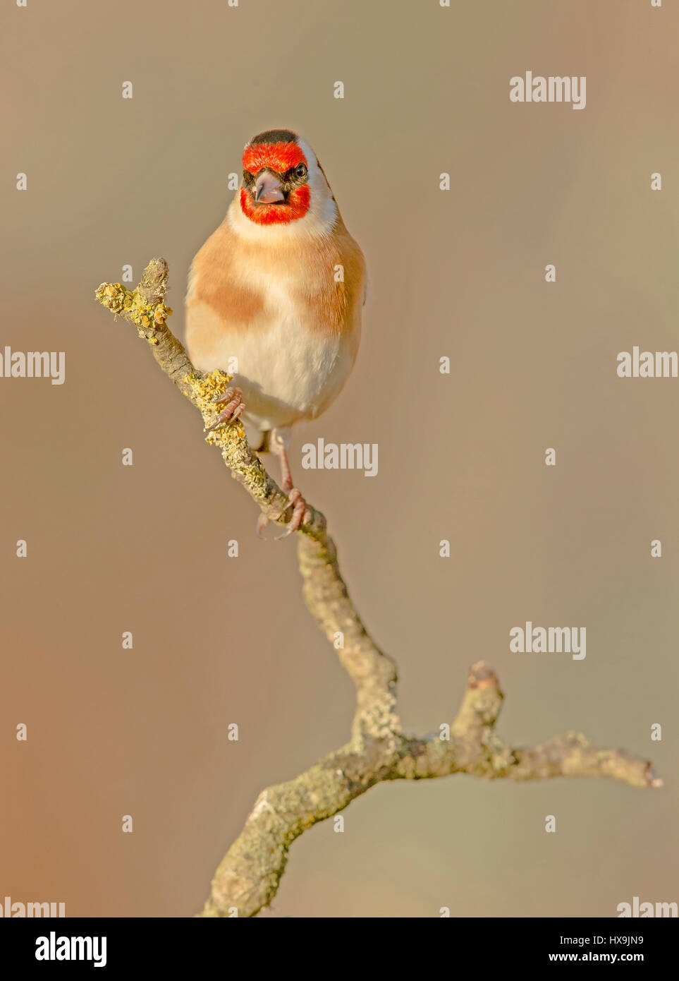 siskin lookong for food Stock Photo - Alamy