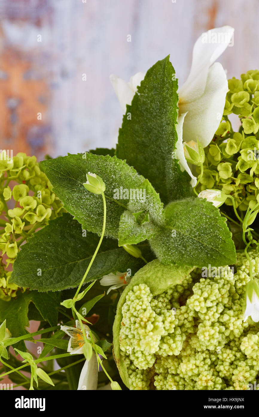 Close-up of various fresh spring flowers Stock Photo - Alamy