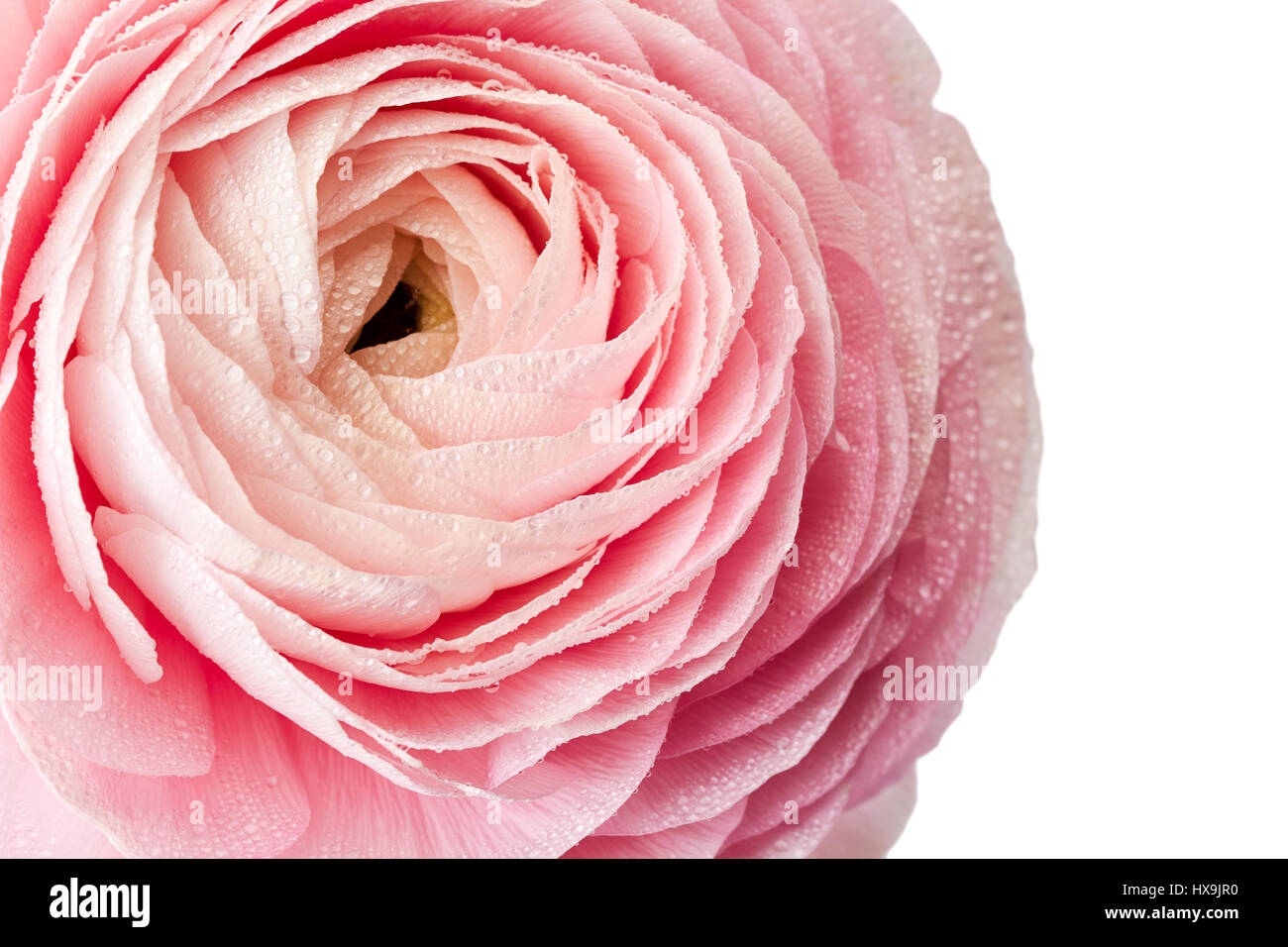 Pale pink ranunculus hi-res stock photography and images - Alamy