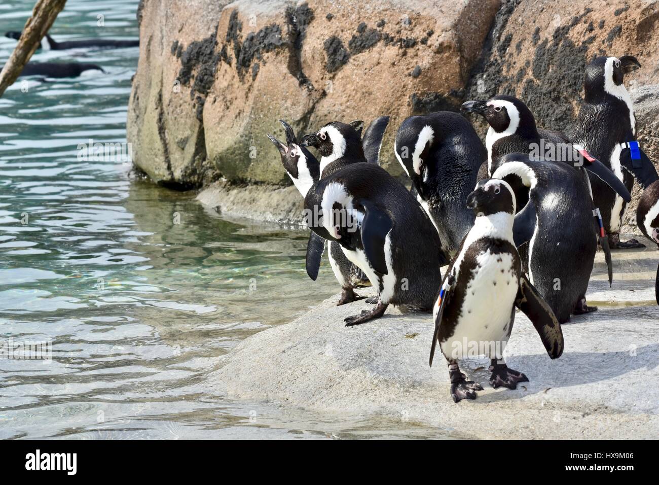 Baltimore zoo hi-res stock photography and images - Alamy