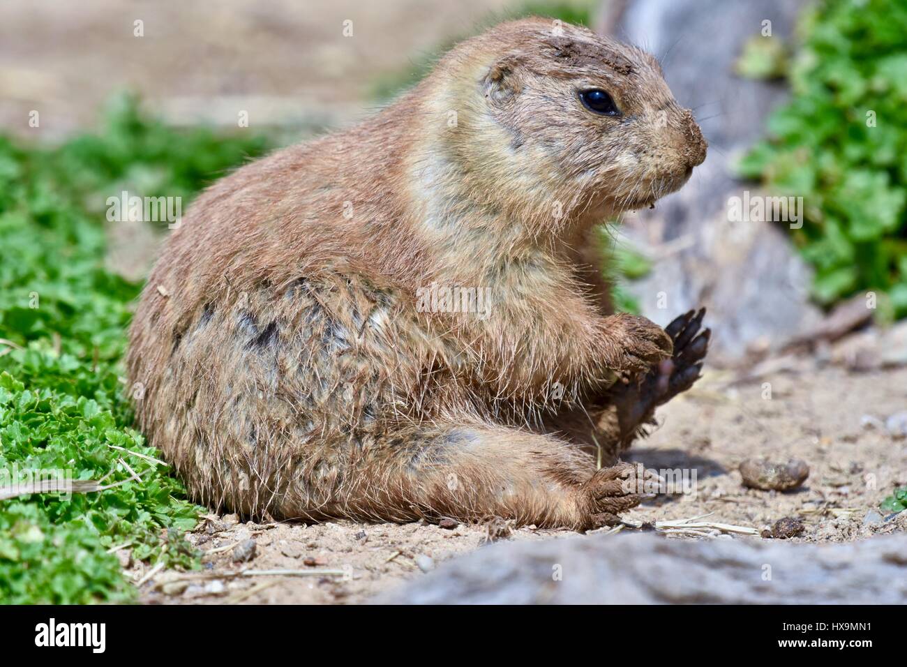 Small praire hi-res stock photography and images - Alamy