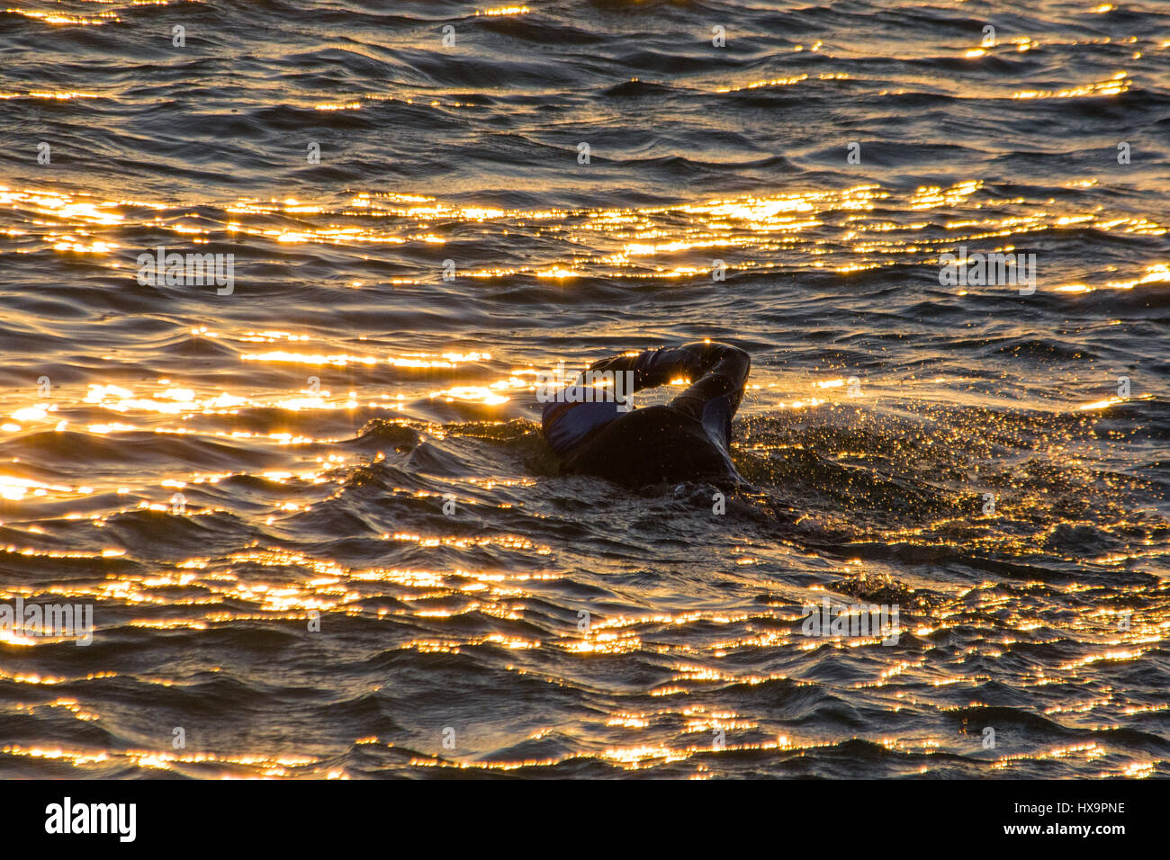 Penzance, Cornwall, UK. 26th March 2017. UK Weather. Swimmers taking to ...