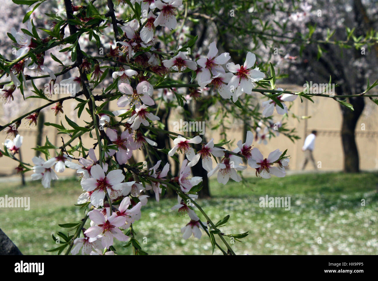 Badamwari garden hi-res stock photography and images - Alamy
