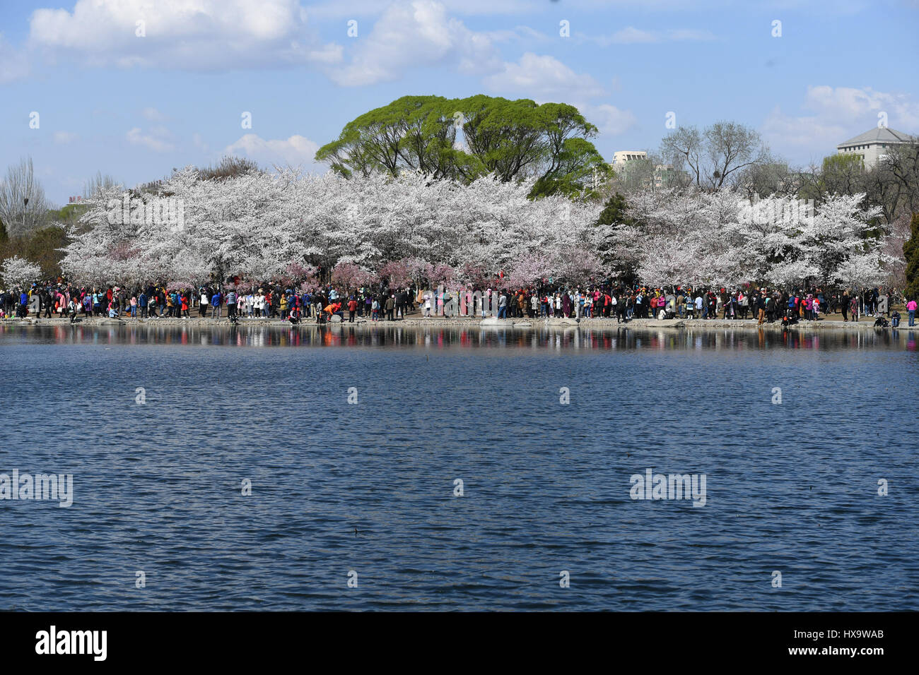 Beijing, China. 26th Mar, 2017. Tourists view cherry blossoms at ...