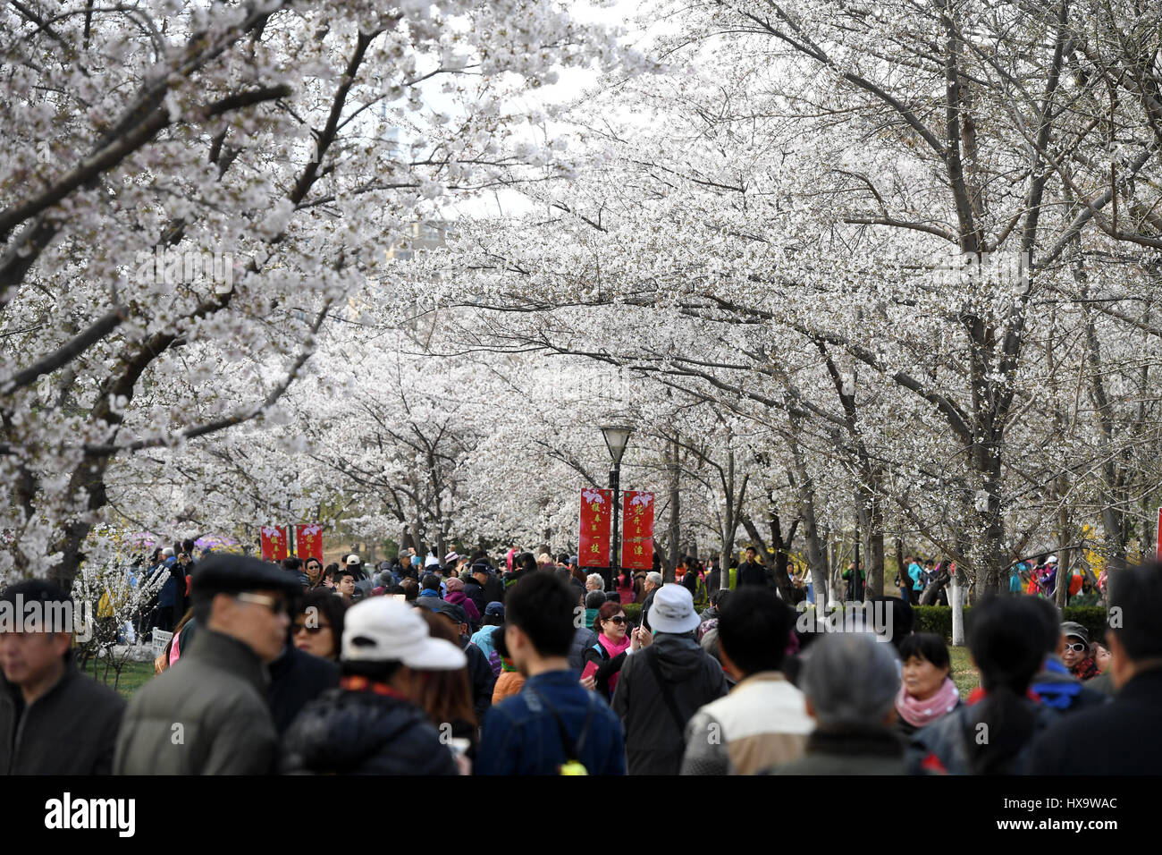 Beijing, China. 26th Mar, 2017. Tourists view cherry blossoms at ...