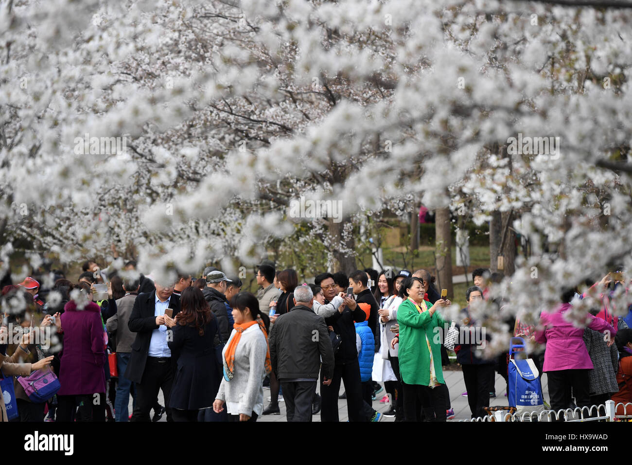 Thousand trees of cherry blossoms hi-res stock photography and images ...