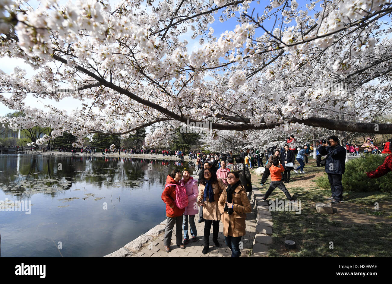 Thousand trees of cherry blossoms hi-res stock photography and images ...