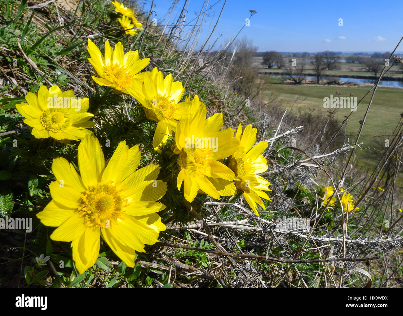 Lebus, Germany. 26th Mar, 2017. Adonis flowers blooming in the hills in ...