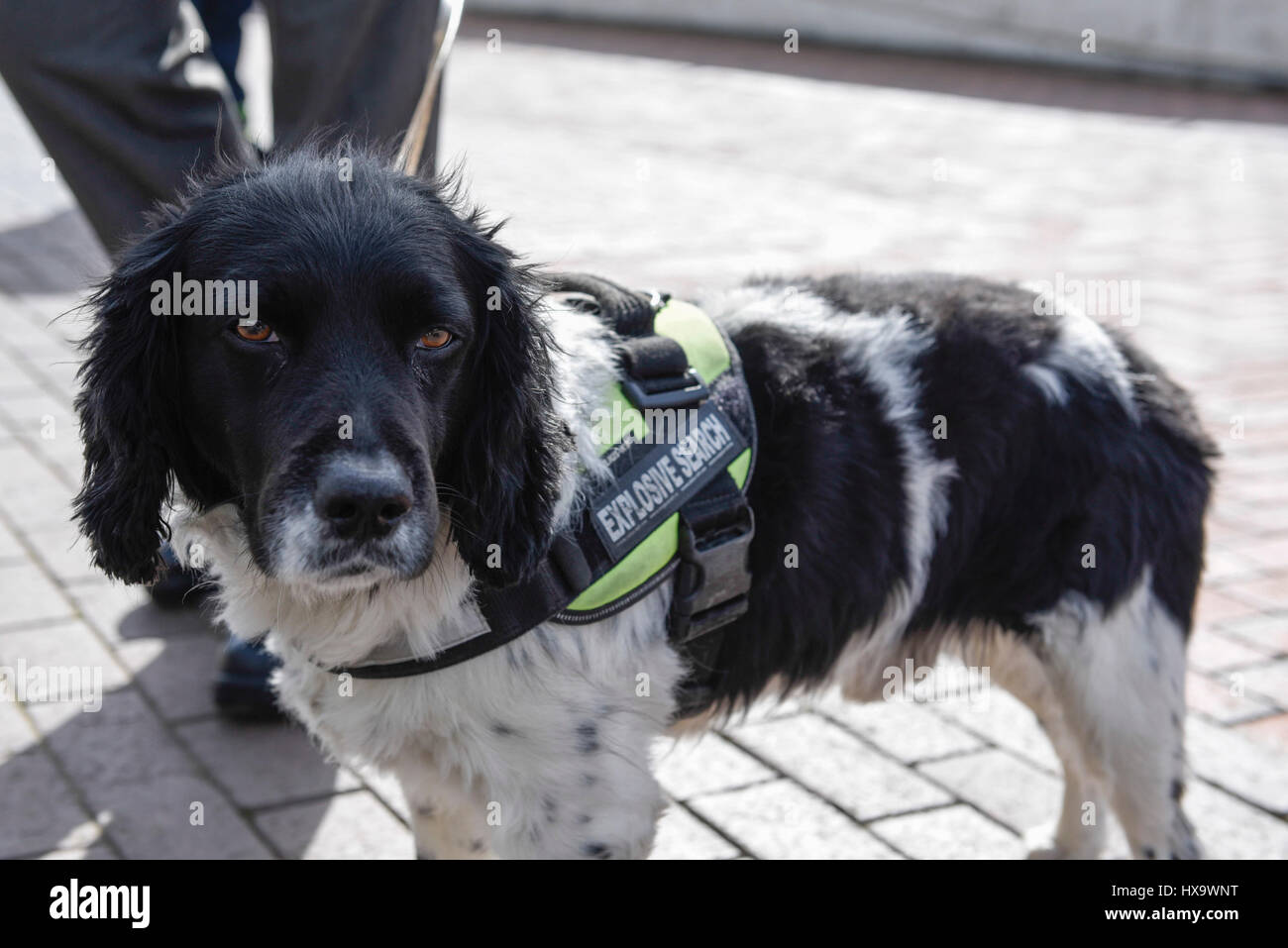 Police security dog world cup hi-res stock photography and images - Alamy