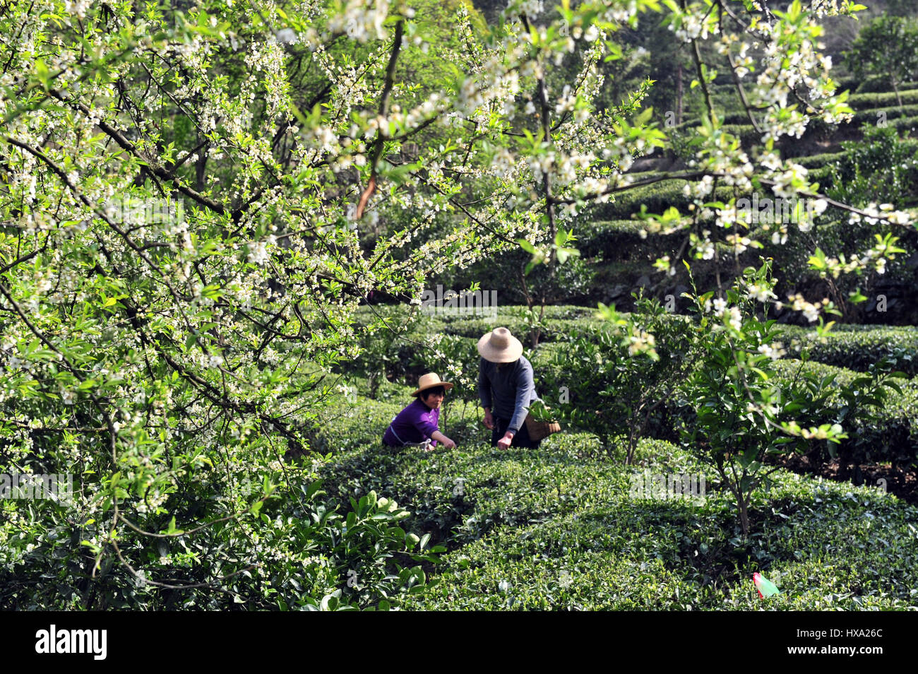 Zigui, China's Hubei Province. 26th Mar, 2017. Farmers pick tea leaves ...