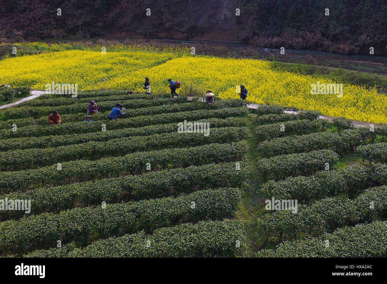 Hunan, Hunan, China. 25th Mar, 2017. Hunan, CHINA-March 25 2017 ...