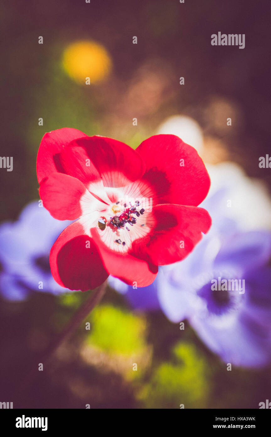 Beautiful red and white poppy Stock Photo - Alamy