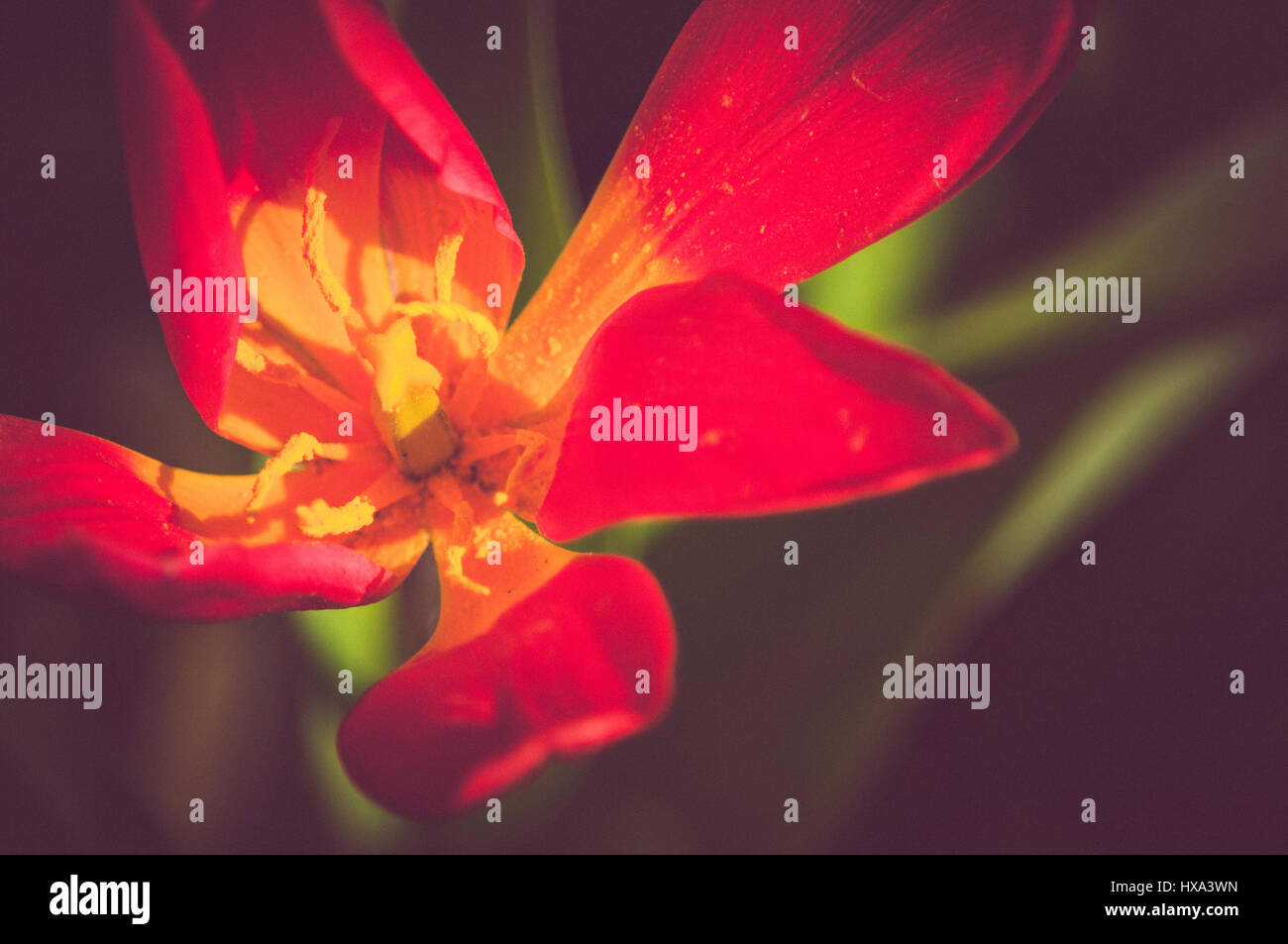 A fire coloured flower in bloom Stock Photo - Alamy