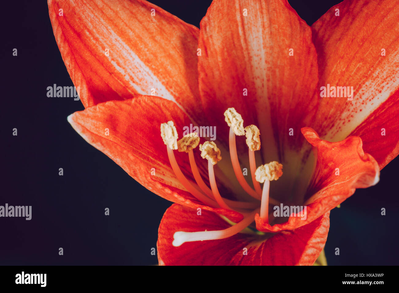 A close up of a stunning red / orange lily Stock Photo - Alamy