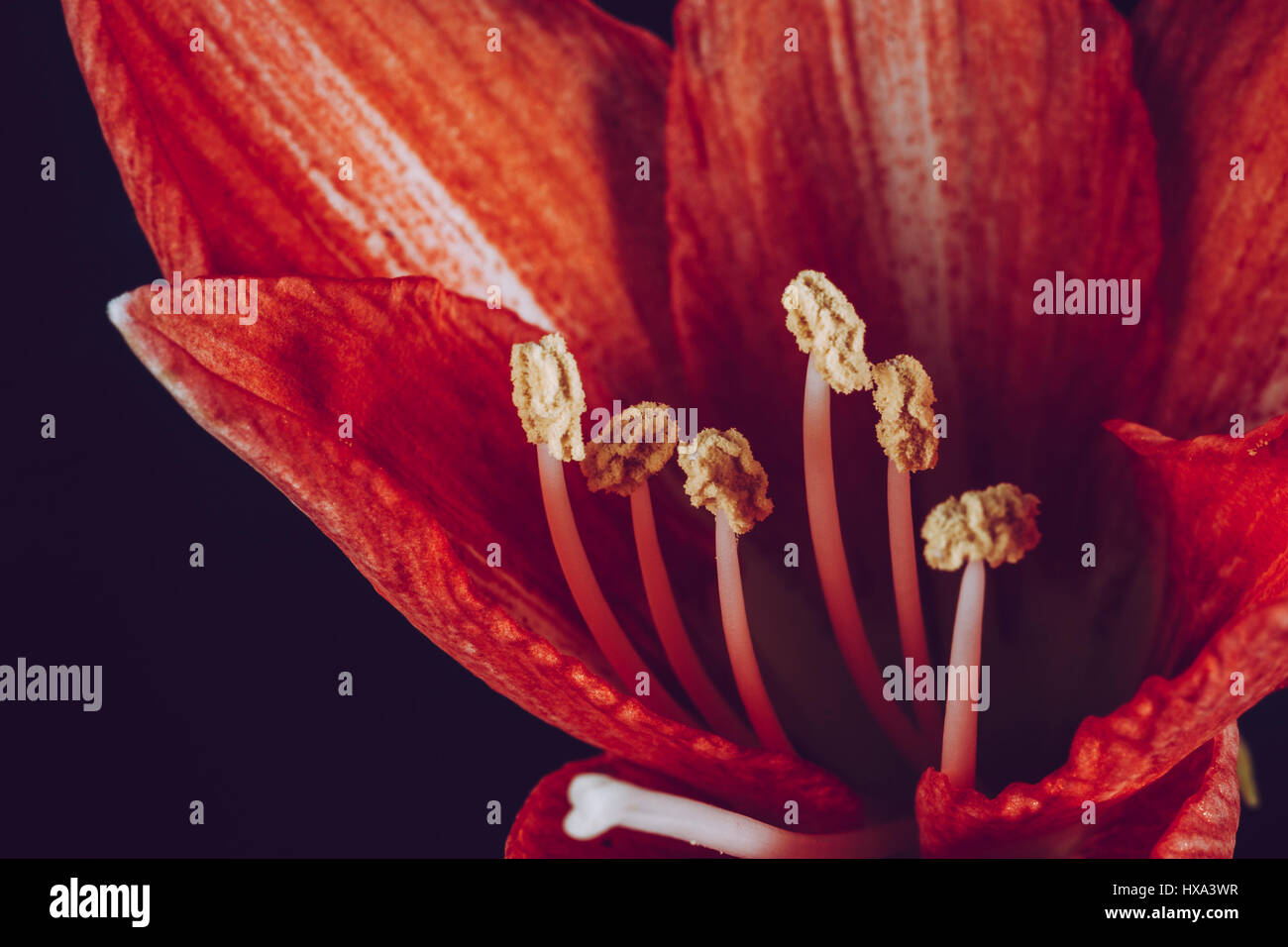 A close up of a stunning red / orange lily Stock Photo - Alamy