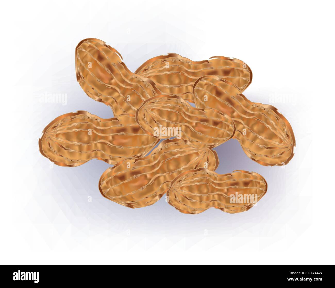 Peanuts with shells and without on white background Stock Vector Image ...