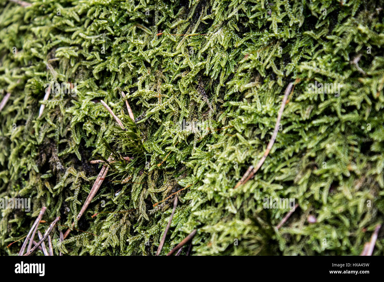 Moss texture, close up. Details Stock Photo - Alamy