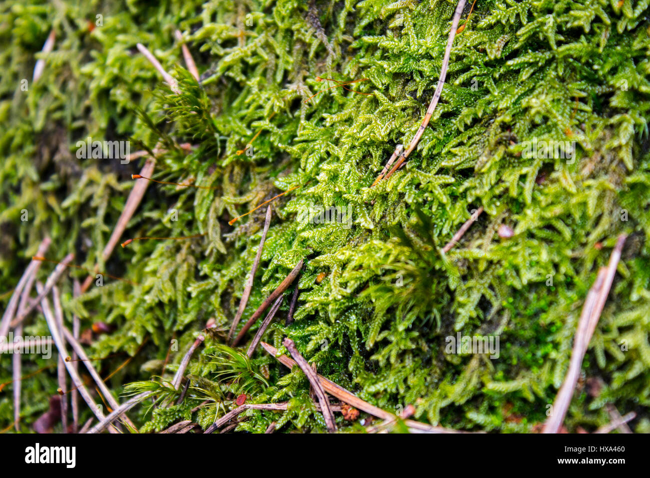 Moss texture, close up. Details Stock Photo - Alamy