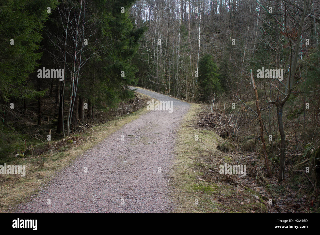 Walking path through a forest in southern Norway Stock Photo - Alamy