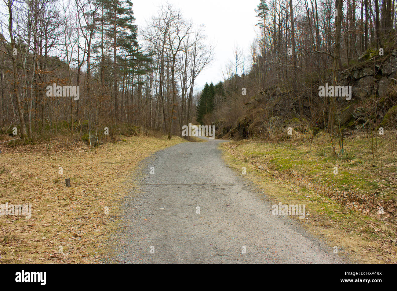 Walking path through a forest in southern Norway Stock Photo - Alamy