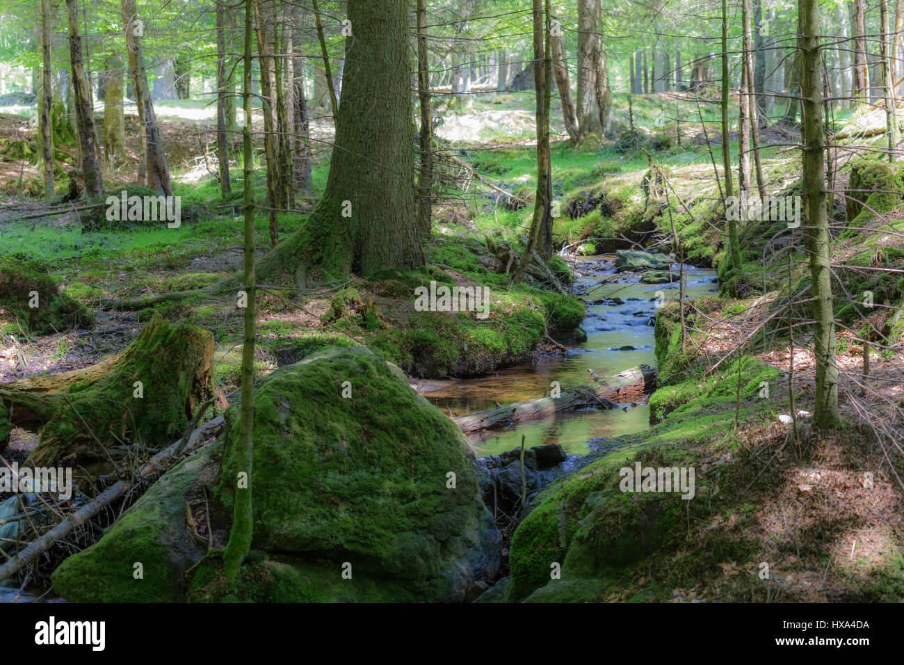 Primeval forest germany hi-res stock photography and images - Alamy