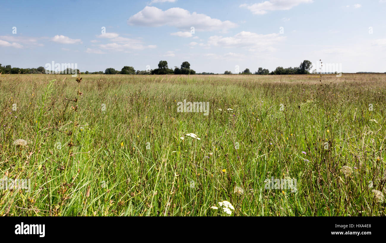 Hungarian puszta hi-res stock photography and images - Alamy