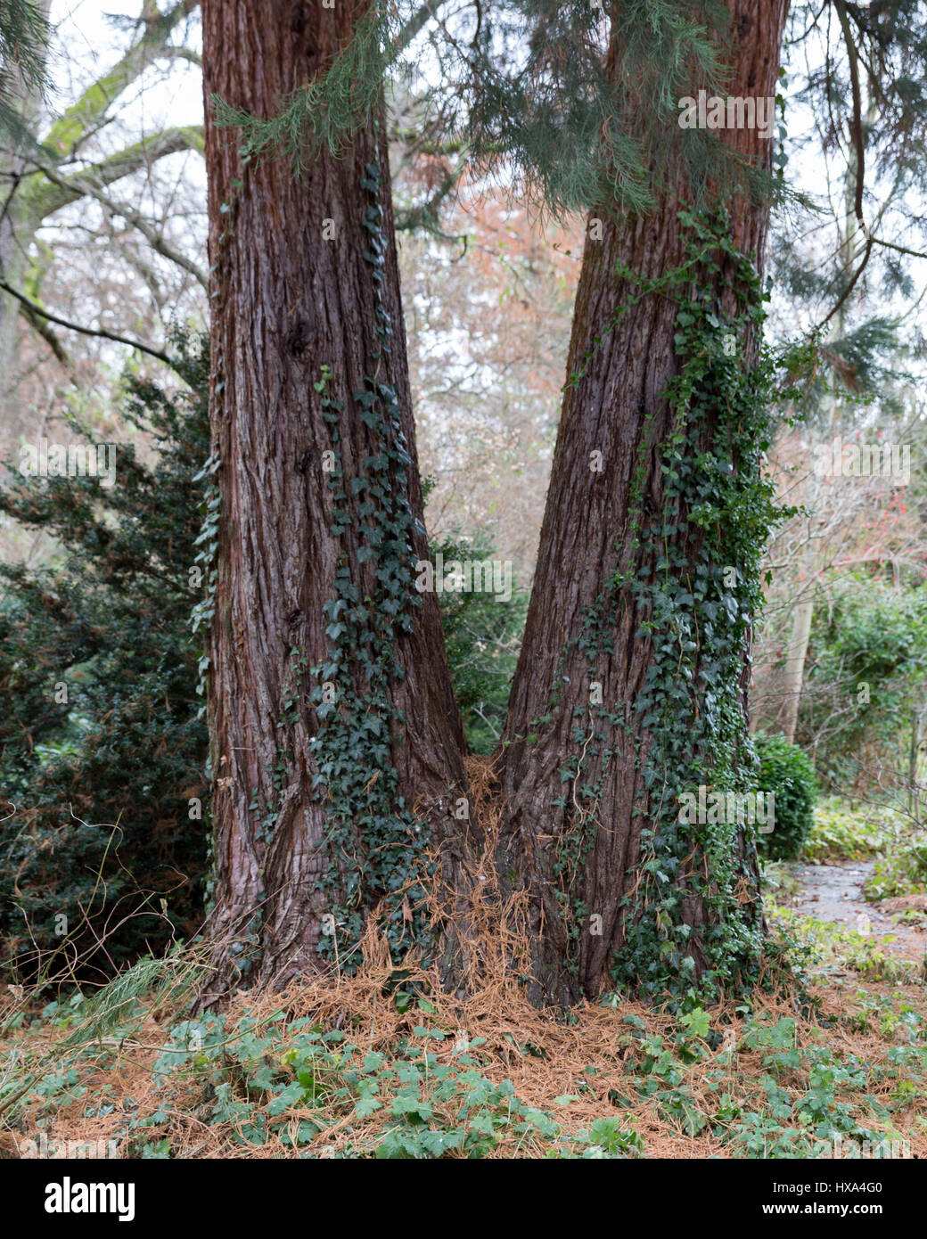 Twin pine trees hi-res stock photography and images - Alamy