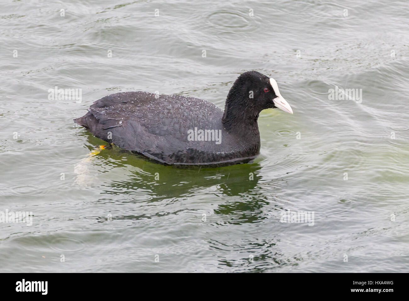 black coot swimming on a pond Stock Photo - Alamy