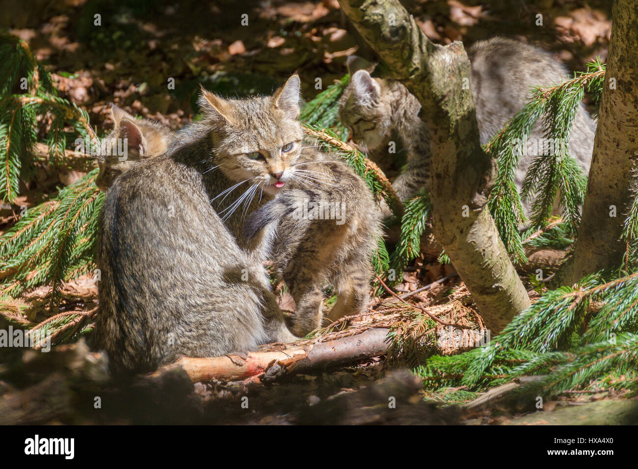 cute young wild cats Stock Photo - Alamy