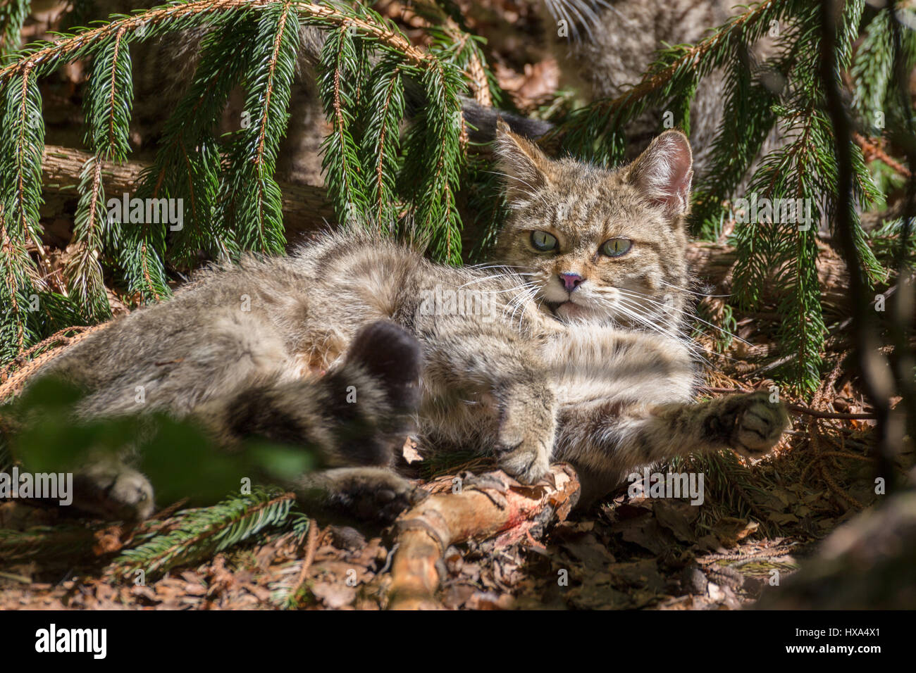 cute young wild cats Stock Photo - Alamy