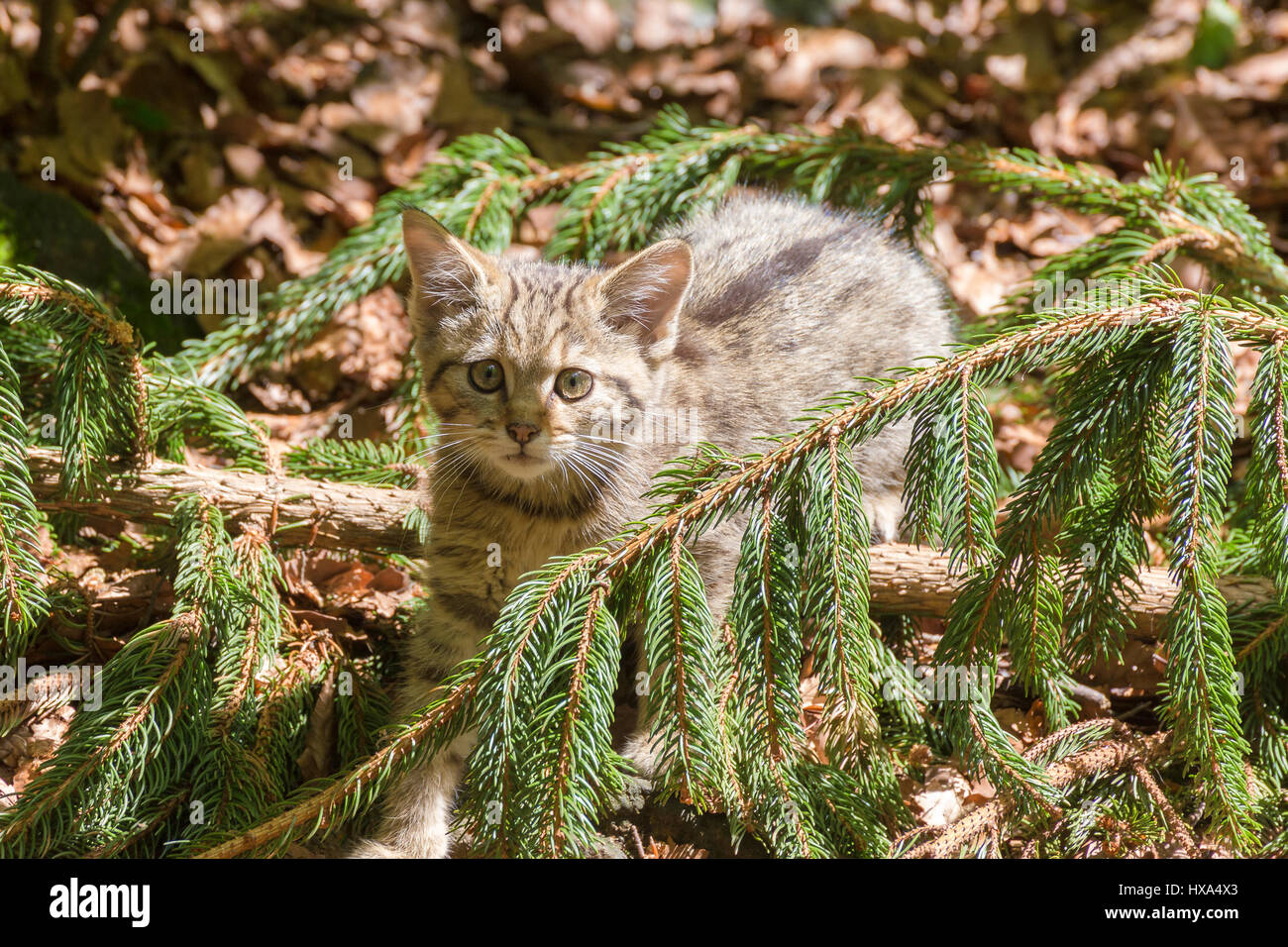 cute young wild cats Stock Photo - Alamy