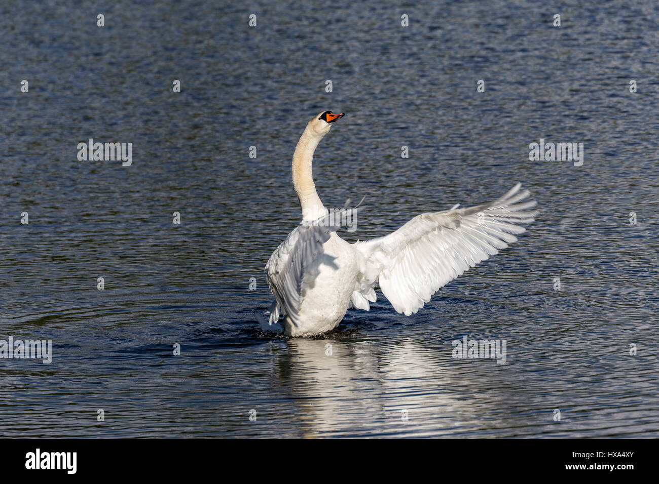 Powerful_wings High Resolution Stock Photography and Images - Alamy